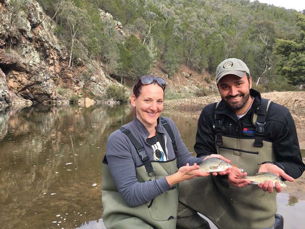 Macquarie perch feared lost in NSW Murray found for first time since ...