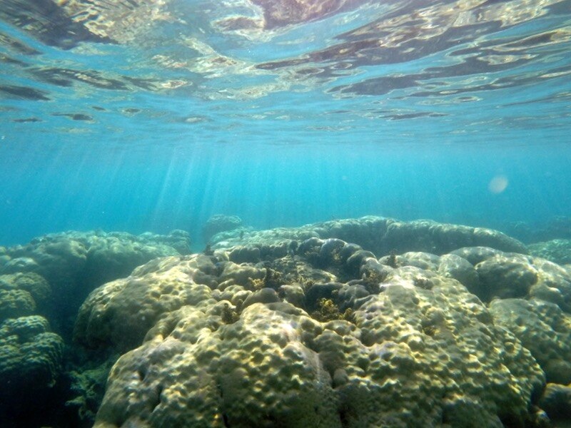 Great Barrier Reef: Researchers map coral DNA to pinpoint species most ...