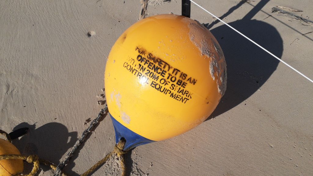 A shark drumline washes up on Woorim Beach, Bribie Island, during April ...