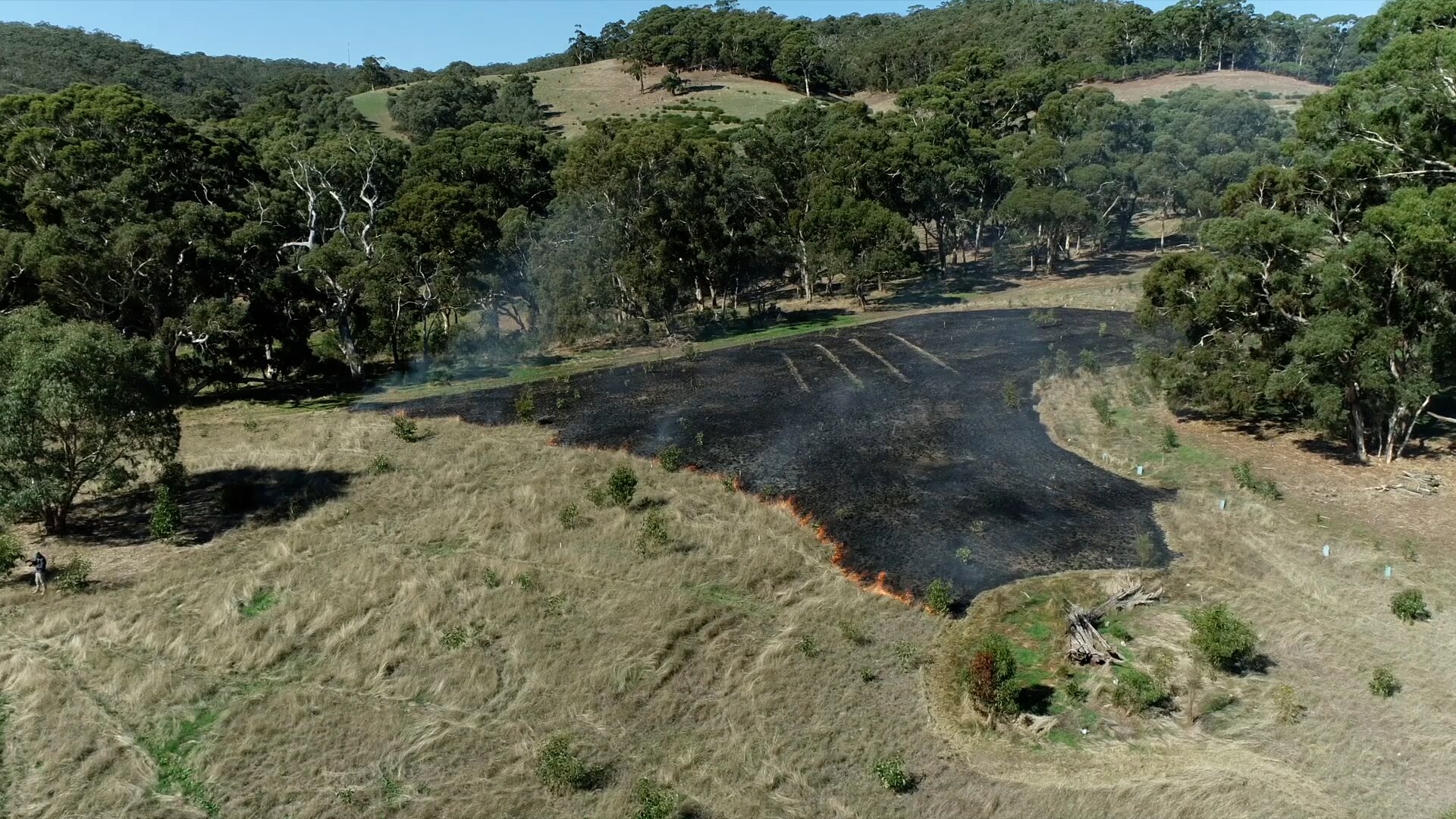 Native grass seedlings found to bloom back to life in regenerative ...
