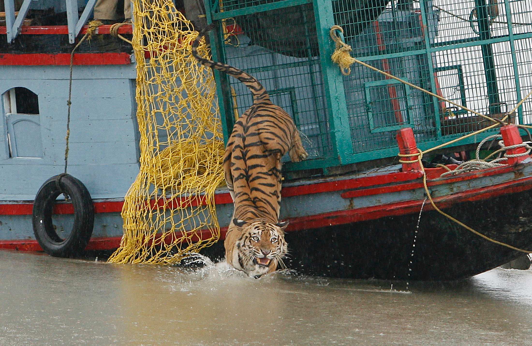 India's Sundarbans 'tiger widows' defy stigma, fear and regulations to ...