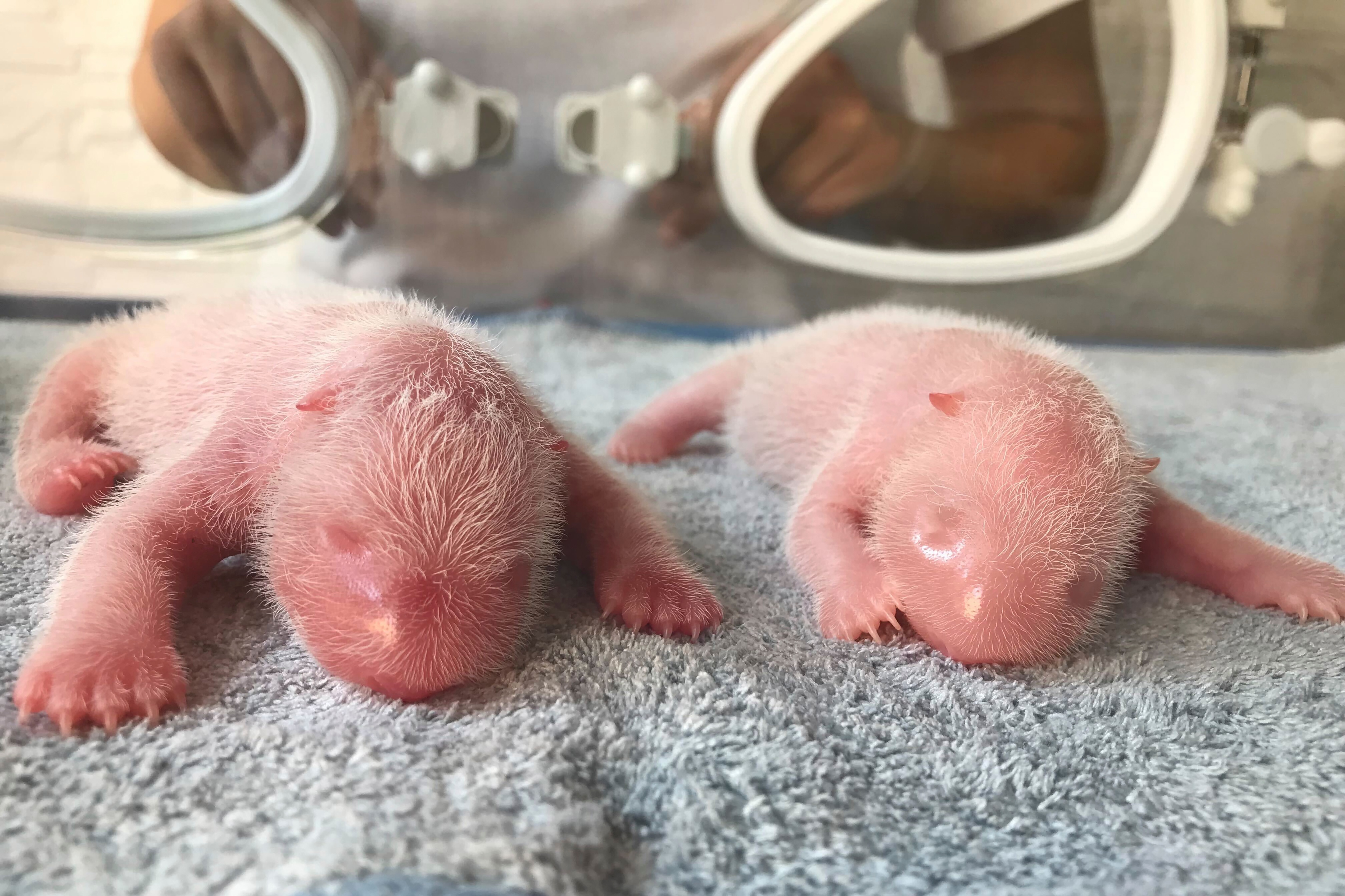 Giant panda Qin Qin gives birth to twin cubs in China in win for ...