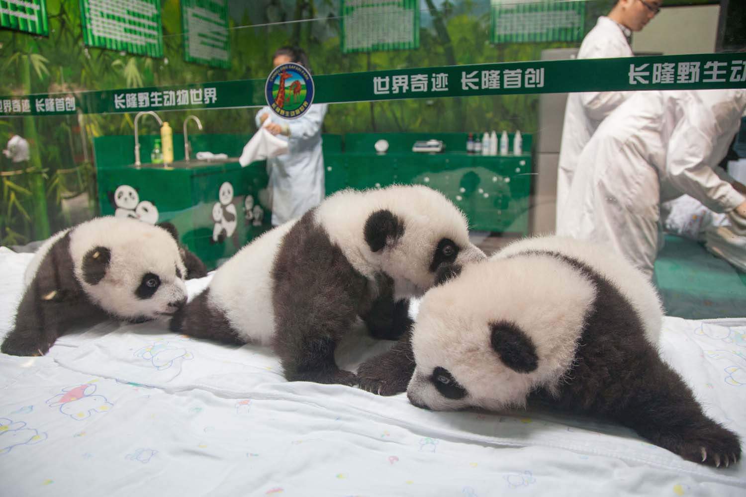 Chinese panda triplets celebrate 100-day milestone - ABC News