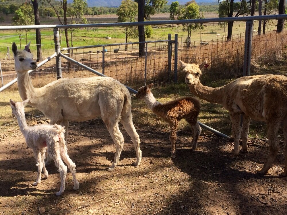 Alpaca breeders learn colour genetics to achieve better breeding ...
