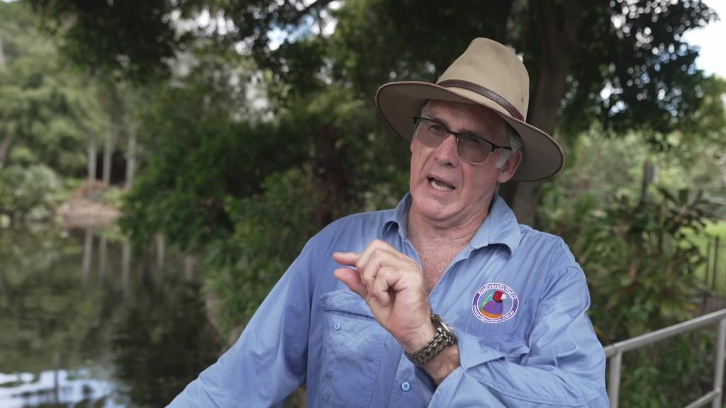How to identify cane toad tadpoles - ABC News