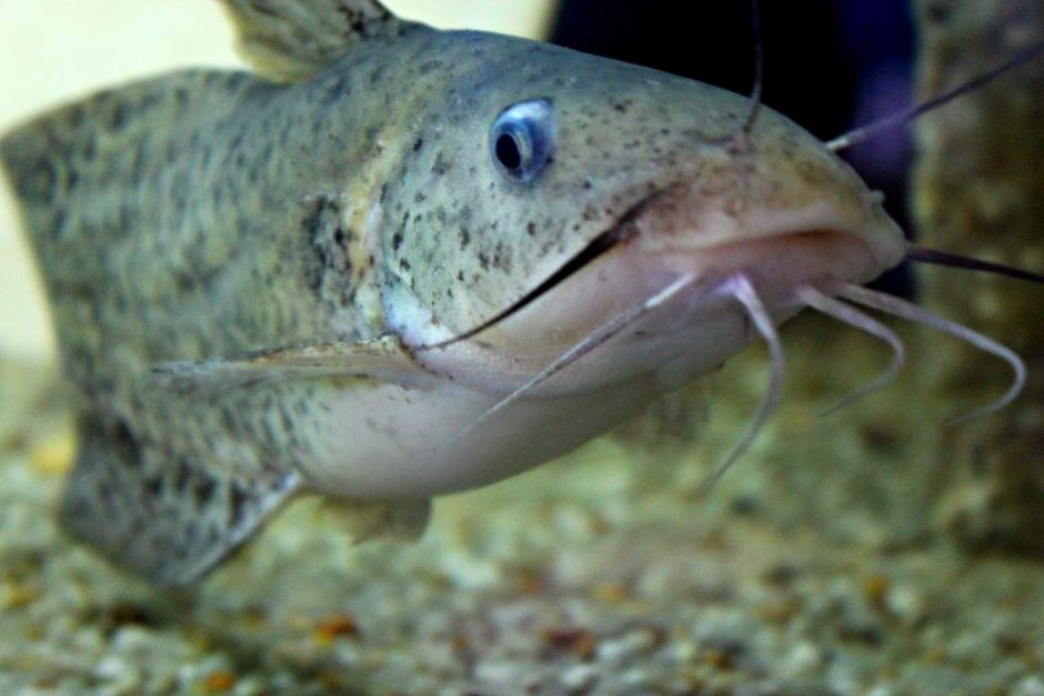 Catfish 'assault' renders man bloodied, embarrassed in Darwin - ABC News