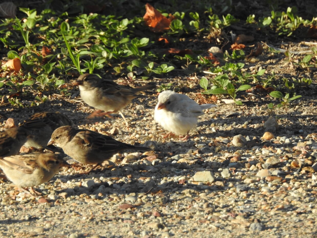 Rare white sparrow spotted in Quirindi, NSW, but expert says it will ...