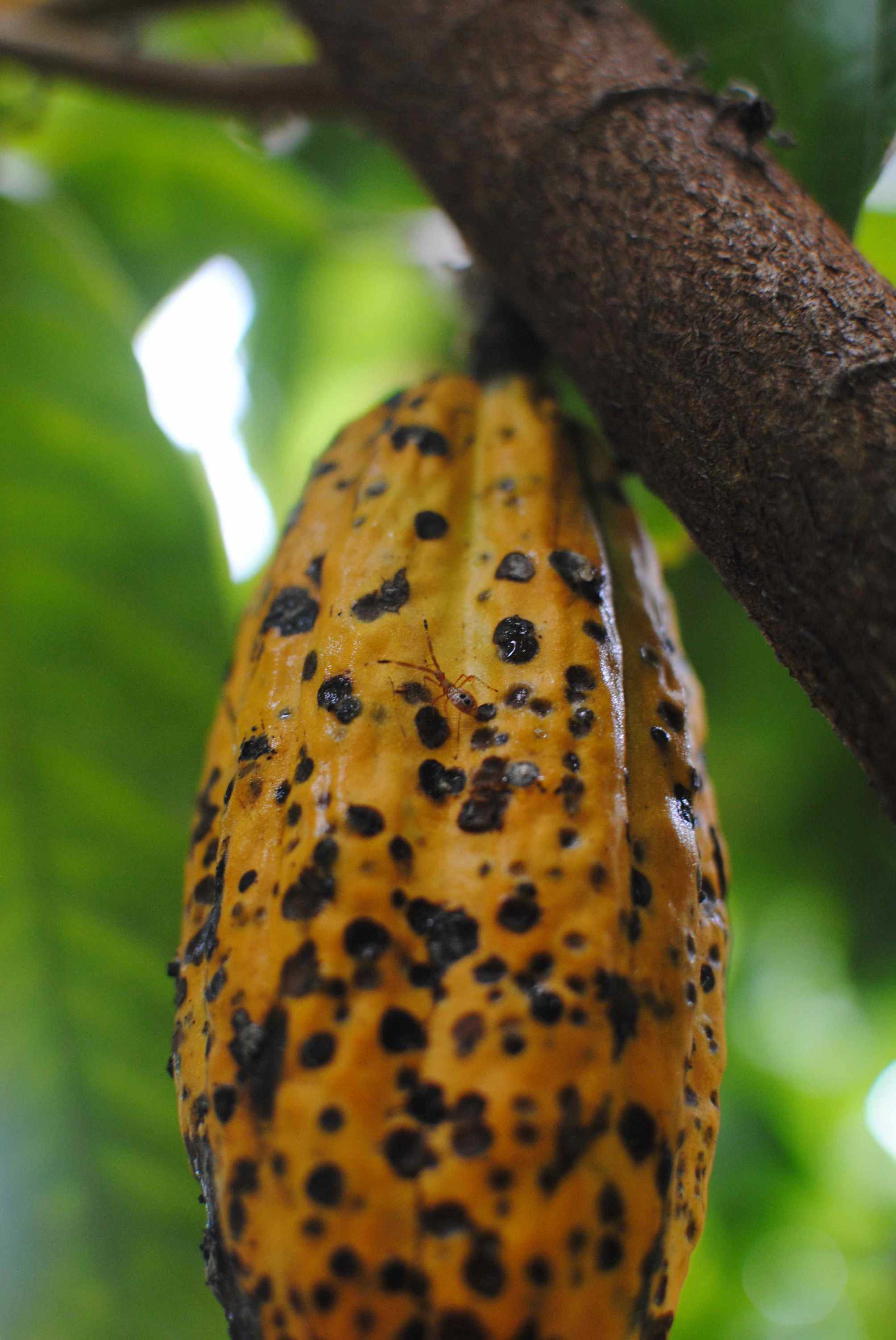 Nasty bite, but midges may hold key to boosting Australian cocoa ...