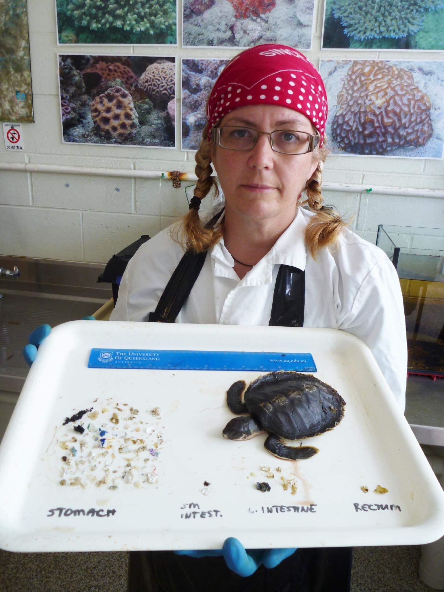 Dead, sick baby turtles wash up on central Queensland beaches after ...