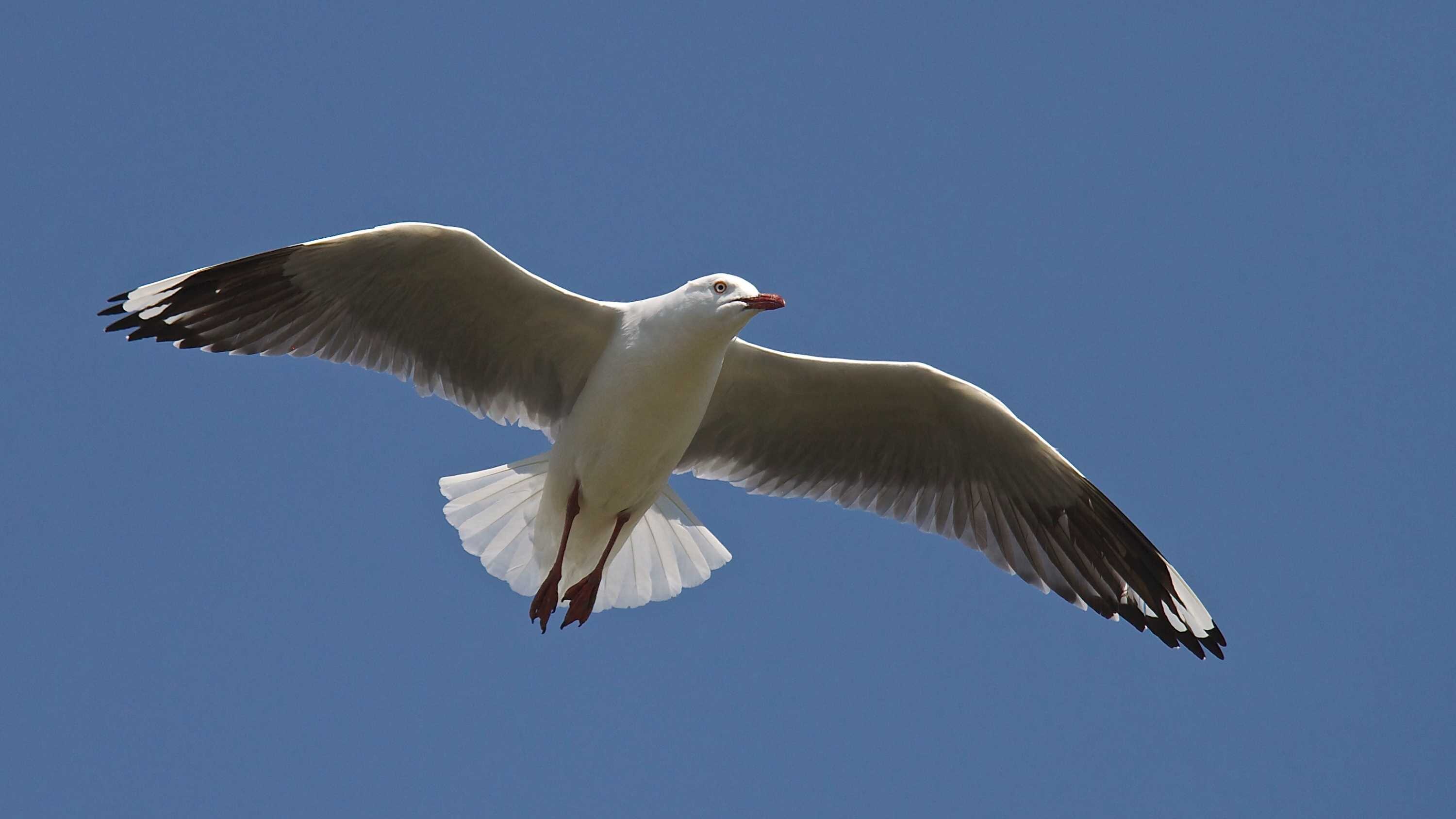 How did the first seagulls arrive in Canberra? - ABC News