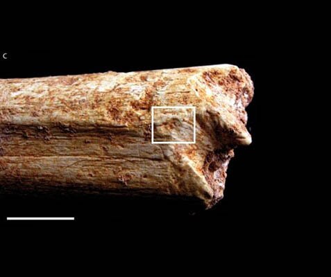 Teeth marks on bone evidence that early humans in North Africa were ...