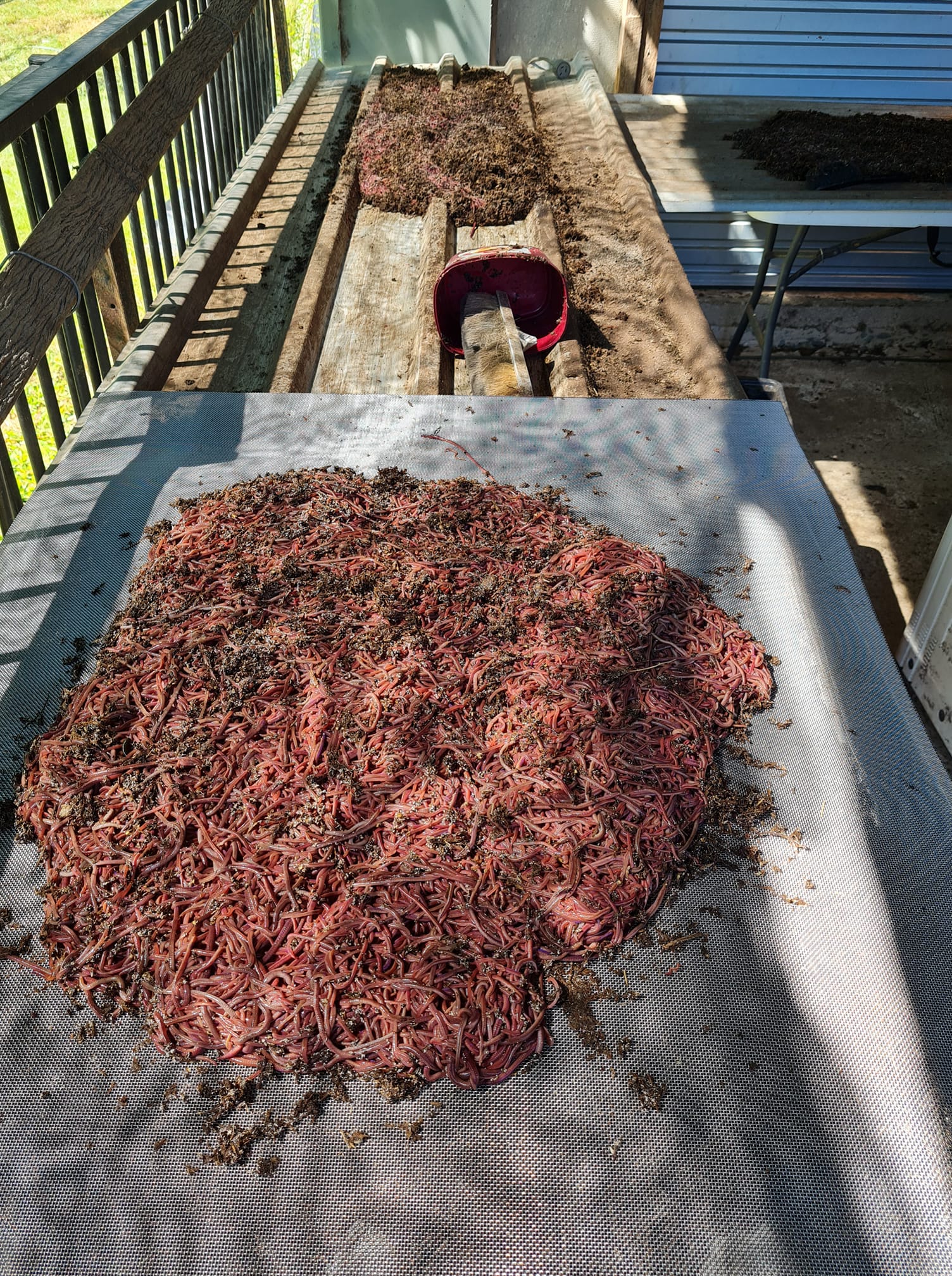 Sustainable worm farming business booming at Stony Creek, creating a ...
