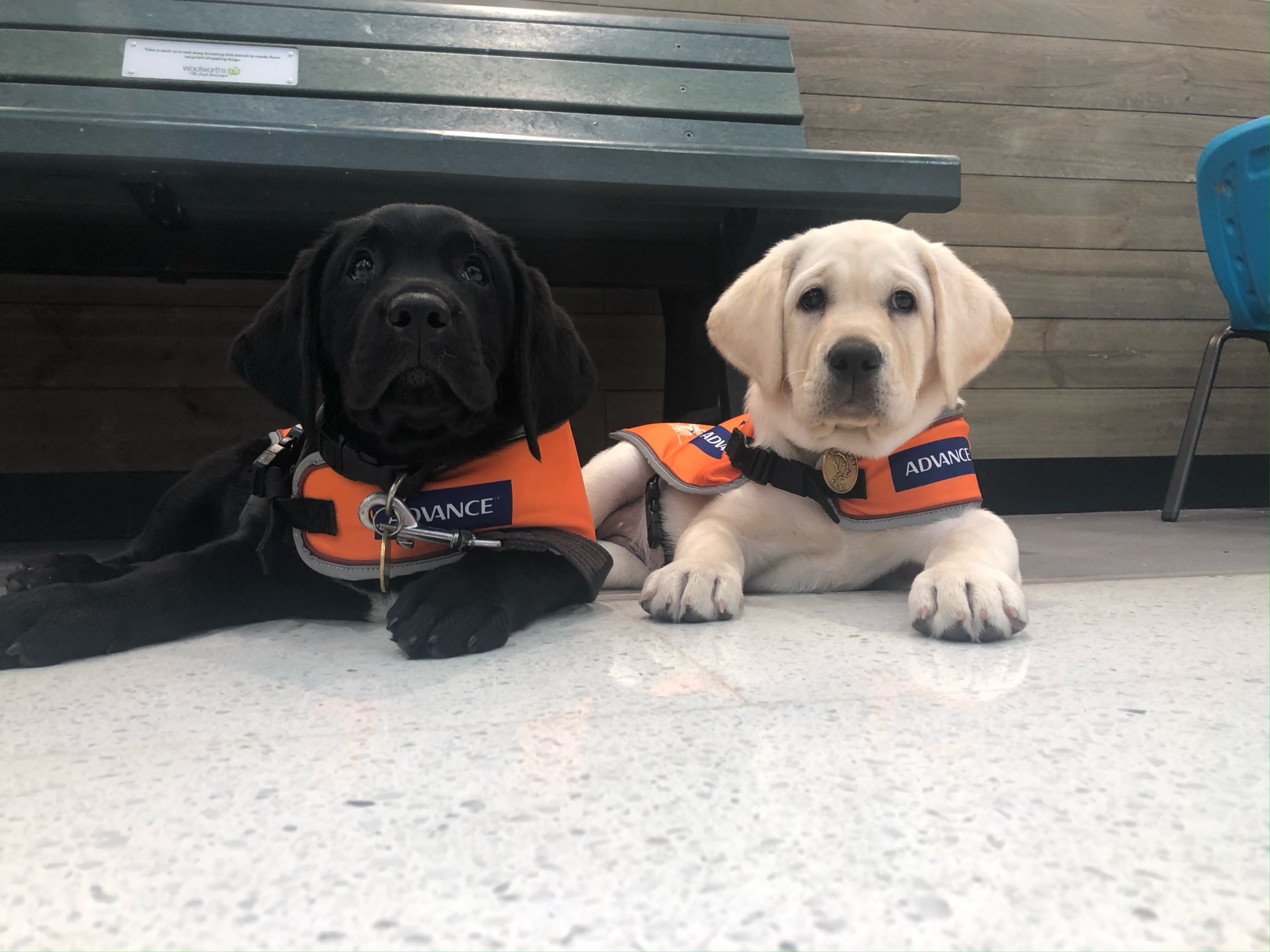 How Do Guide Dogs Work