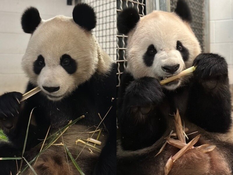Adelaide has a 3 year wait for baby pandas as Yi Lan & Xing Qiu land ...
