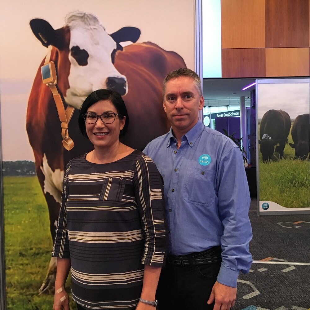 GPS cattle collars for virtual fencing expected to be commercially ...