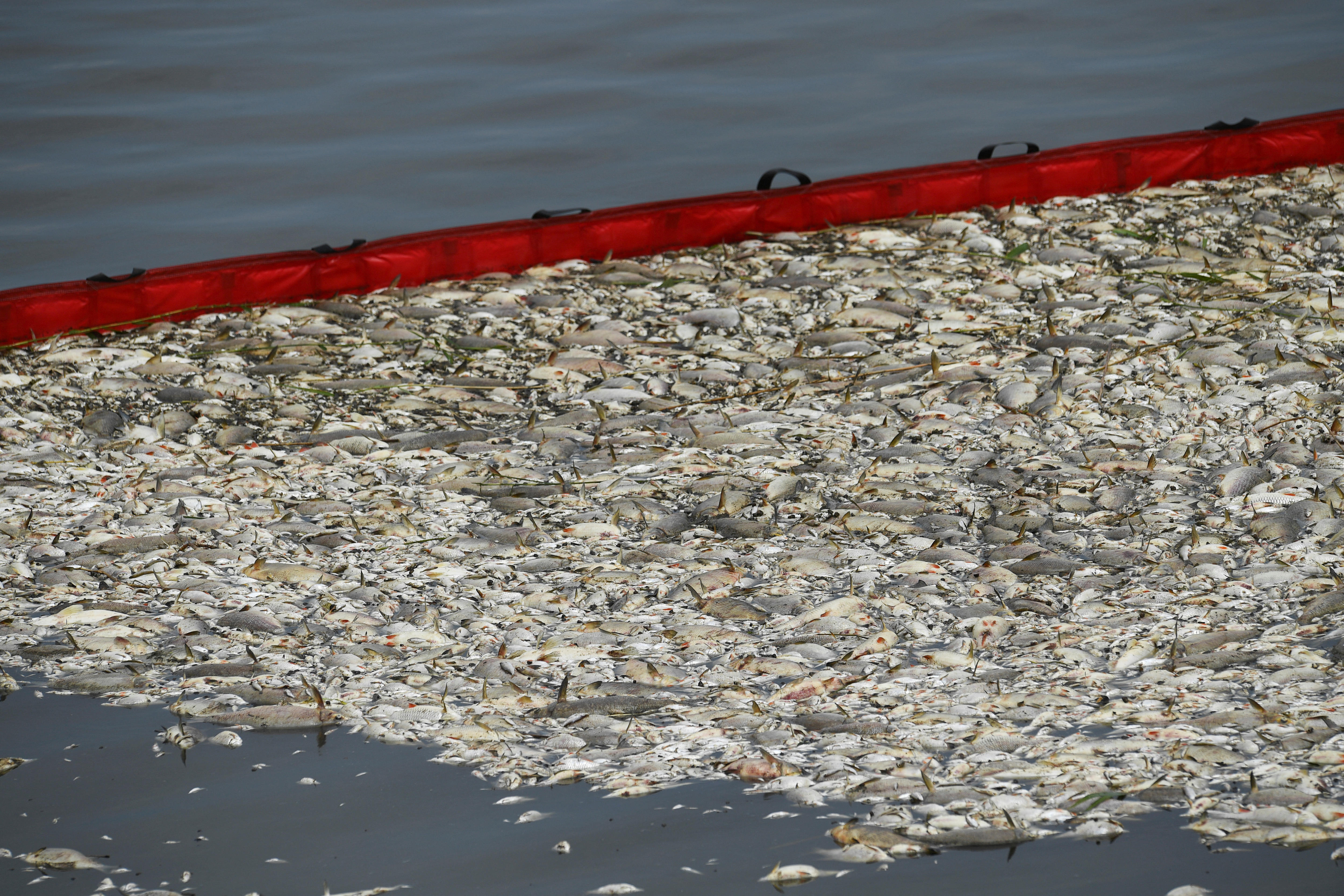 Mystery around what killed tonnes of fish in Europe's Oder River ...