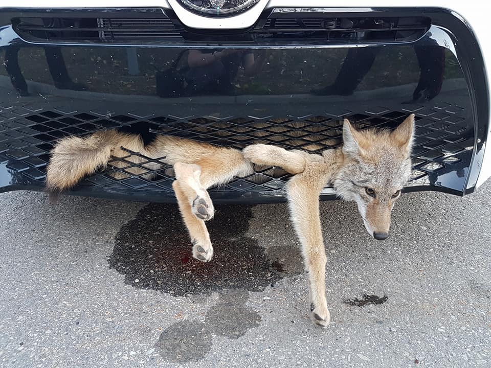 Coyote survives 30 kilometre trip caught in car grille, released into ...