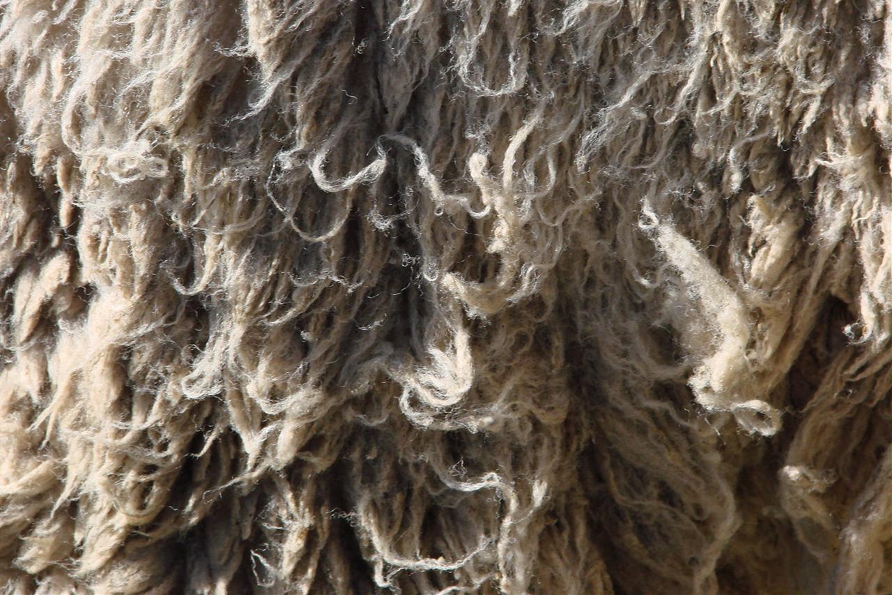 Lice bite rural Australian economy - ABC News