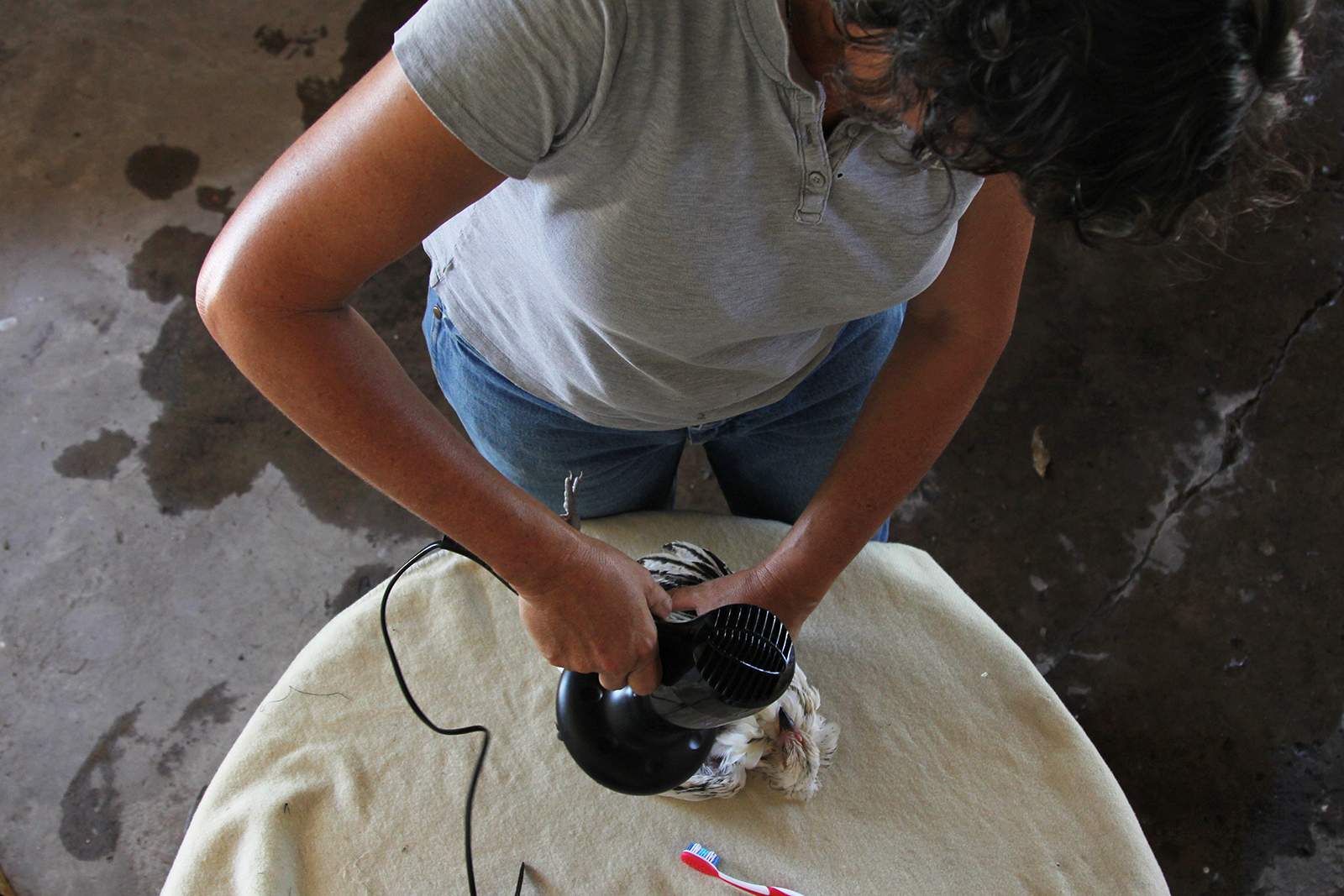 Chicken day spa shows why it pays to pamper your poultry - ABC News