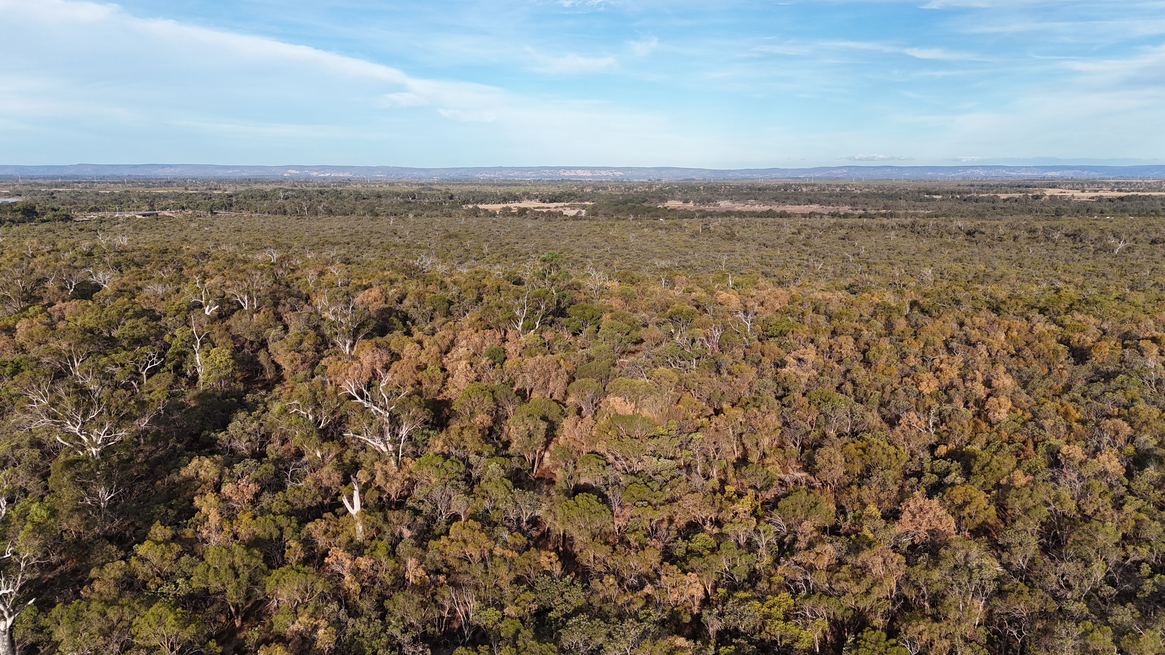 Fears of another 'forest collapse' event in Western Australia after ...