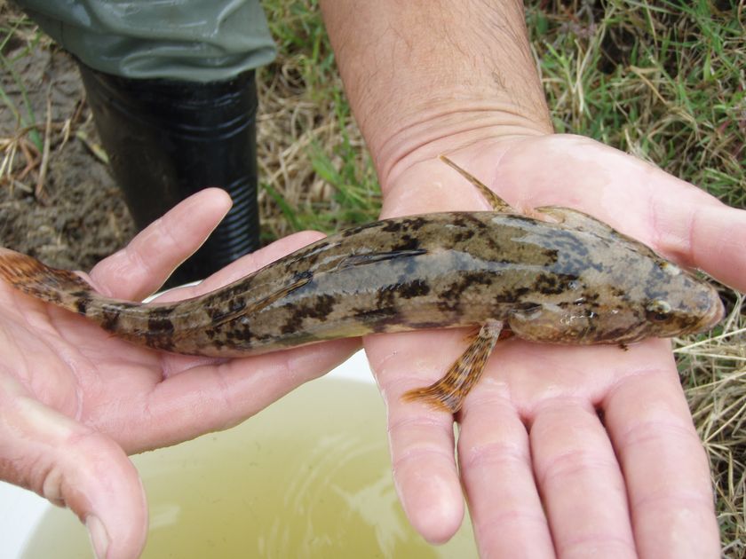 Fish get chance for open relationship - ABC News