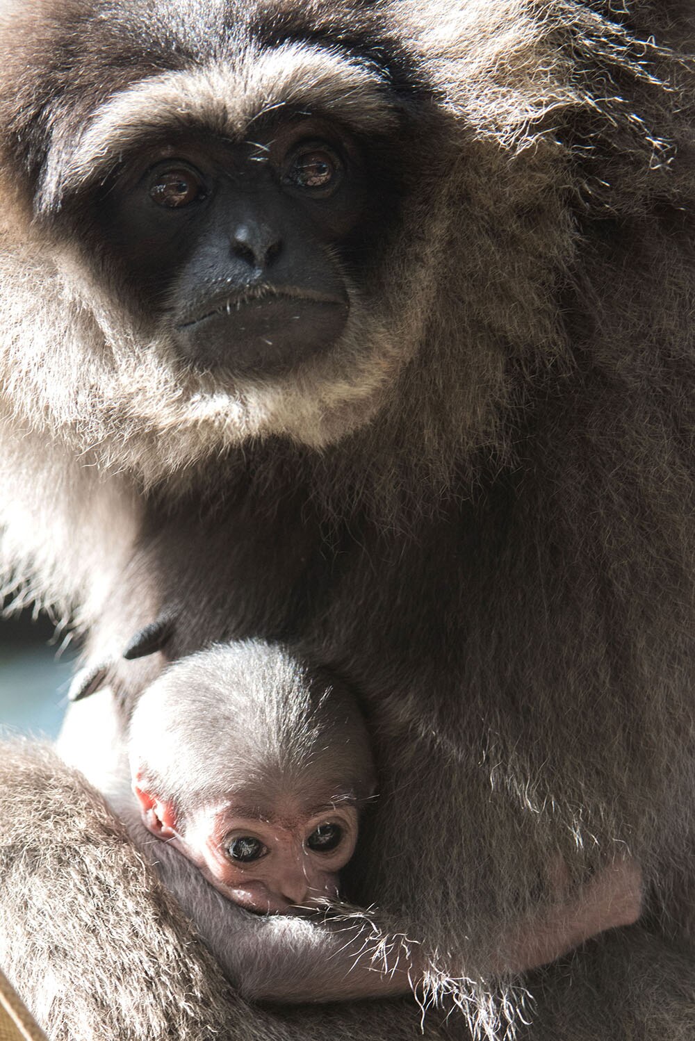 Baby gibbon born at Mogo Zoo - ABC News