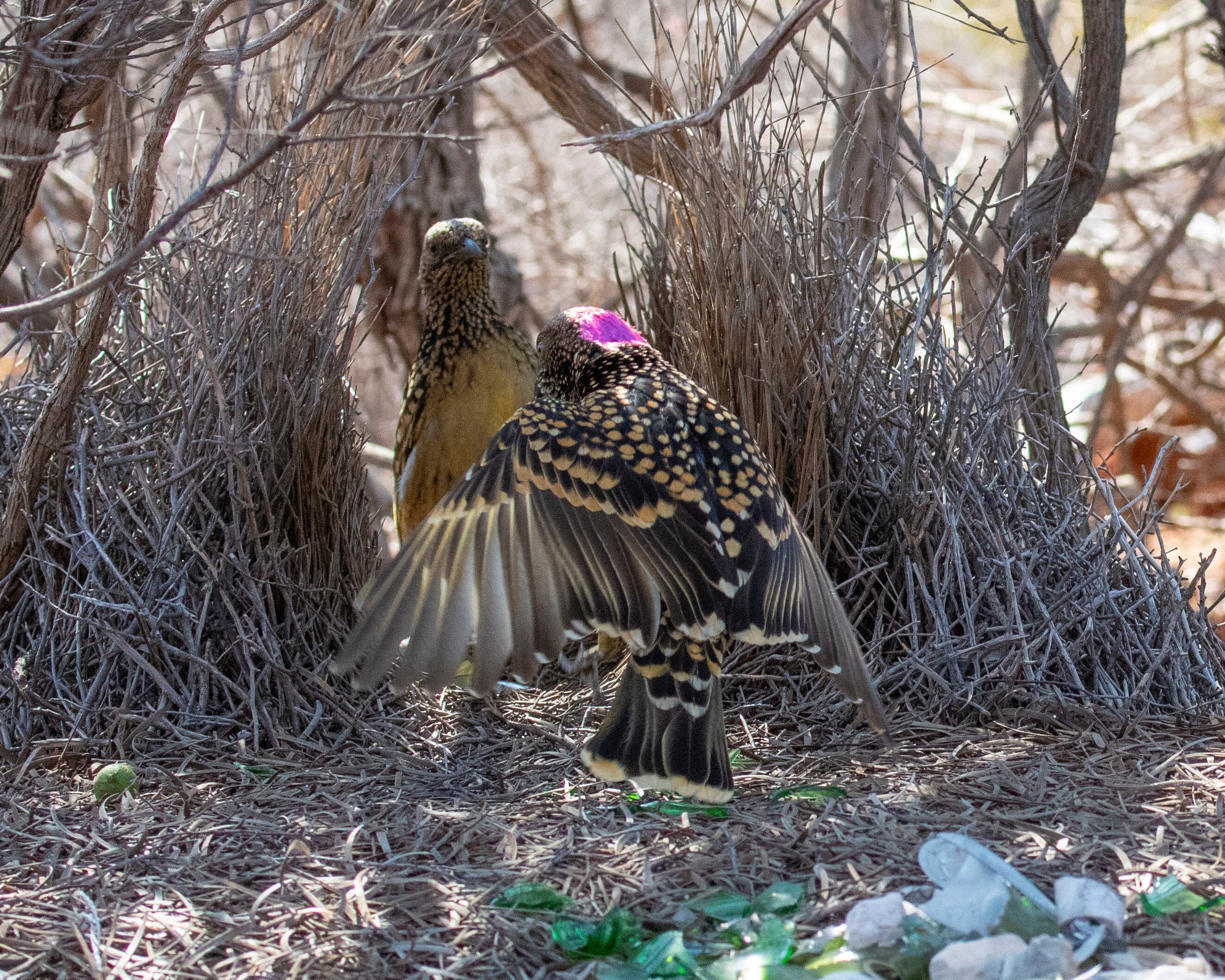 No blues for the western bowerbird, but watch out for your nuts and bolts - ABC News