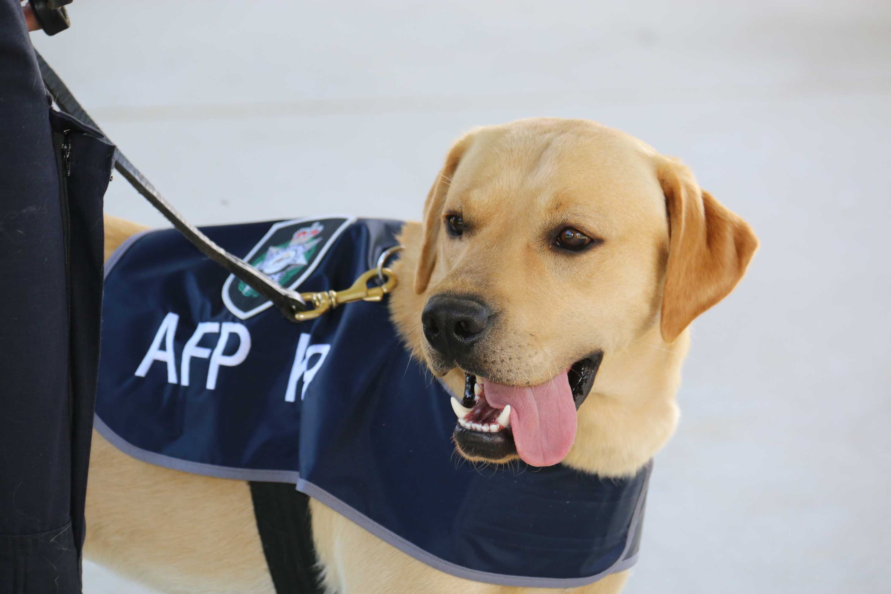 New canine AFP graduates destined for halls of Parliament House ...