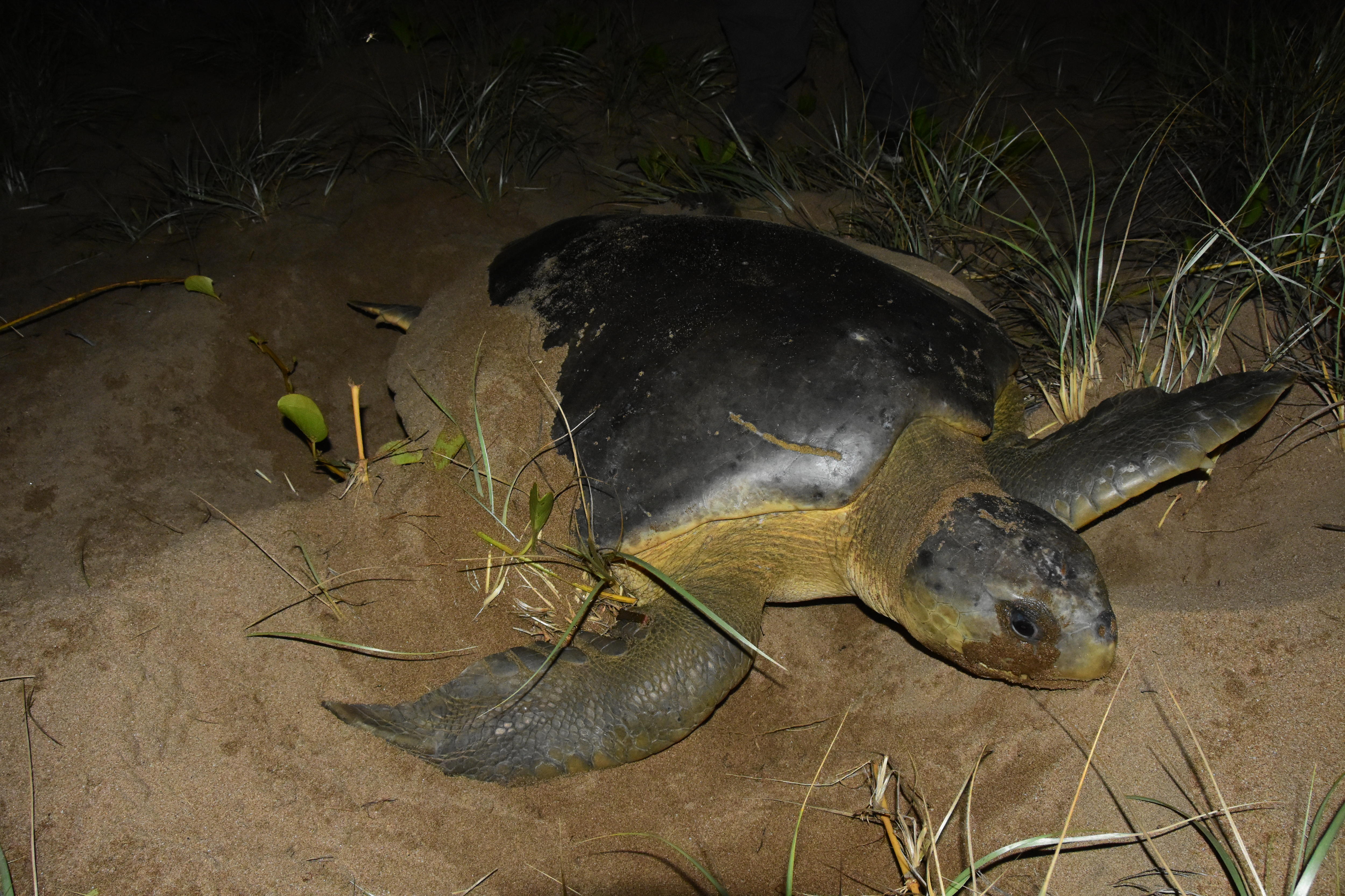 Turtle nesting populations increase on Curtis Island, while report finds light pollution affects ...
