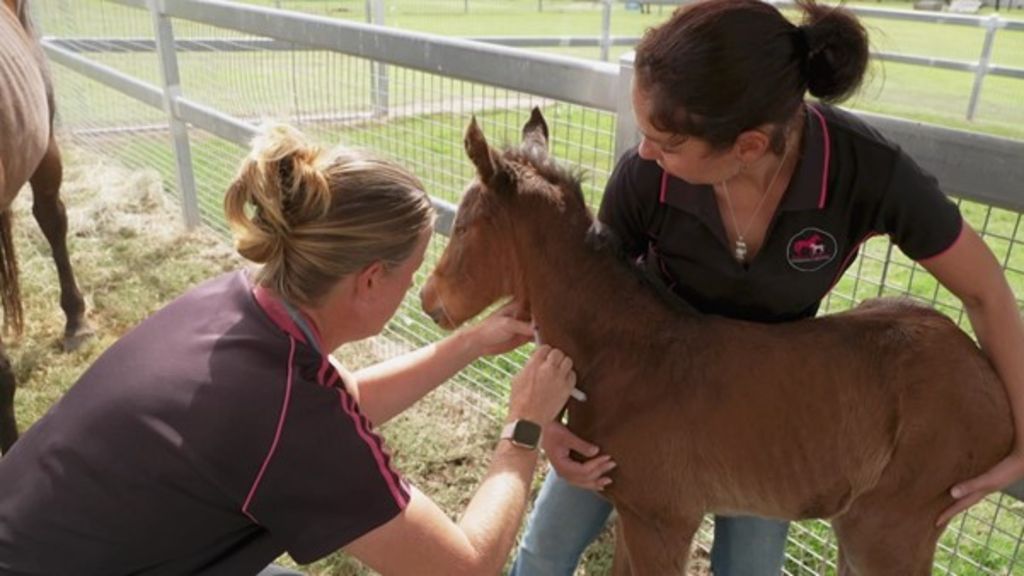 Vet Crisis: Veterinarians under pressure - ABC News