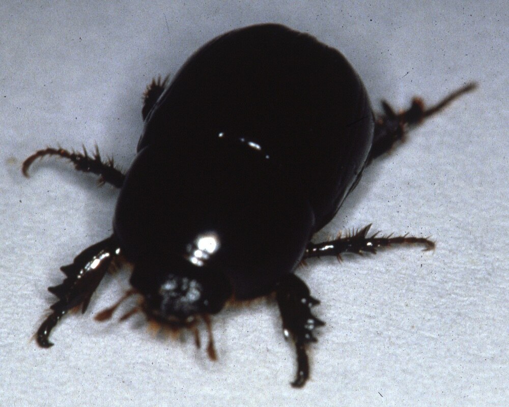 African Black Beetle sightings cause concern - ABC News