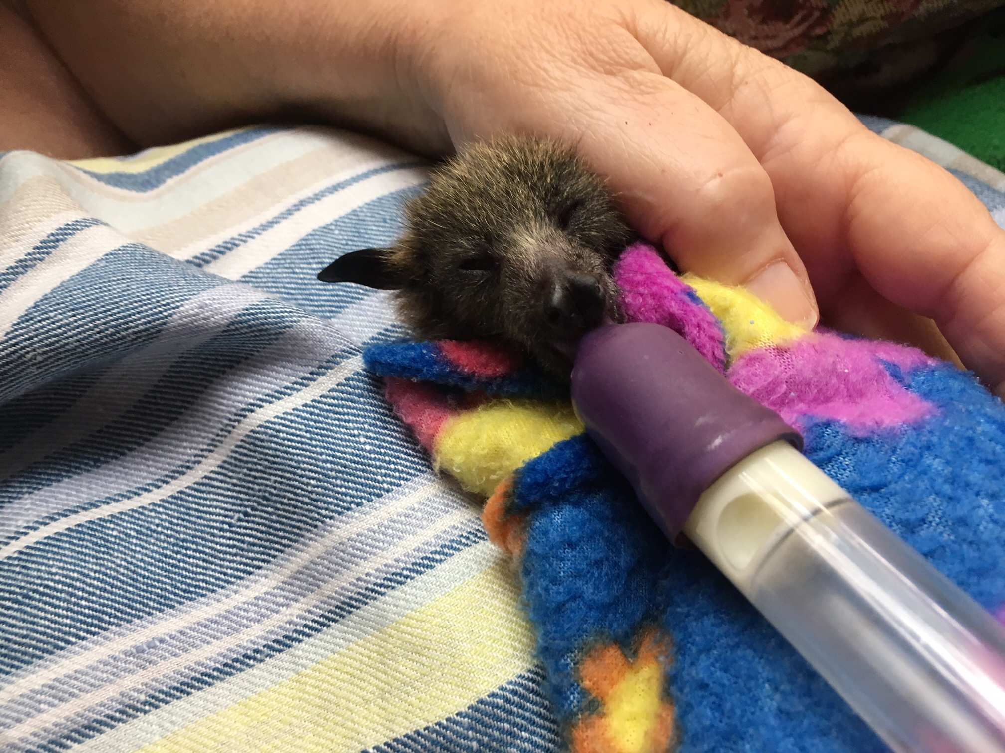 Flying fox pups dying in the Shoalhaven due to lack of food and loss of ...