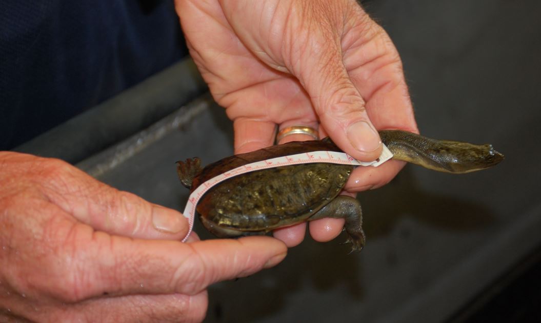 Western Australia researchers investigating control strategies for ...