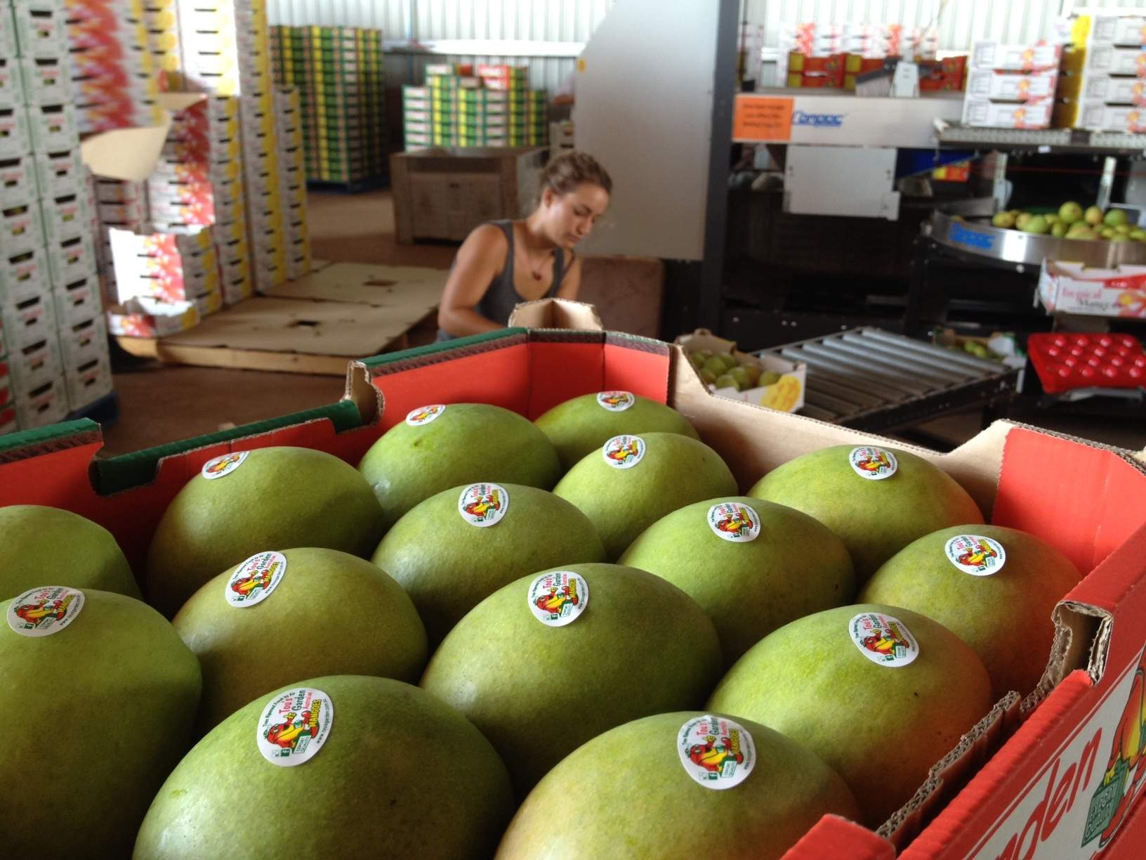 Mango price remains strong as supply increases - ABC News