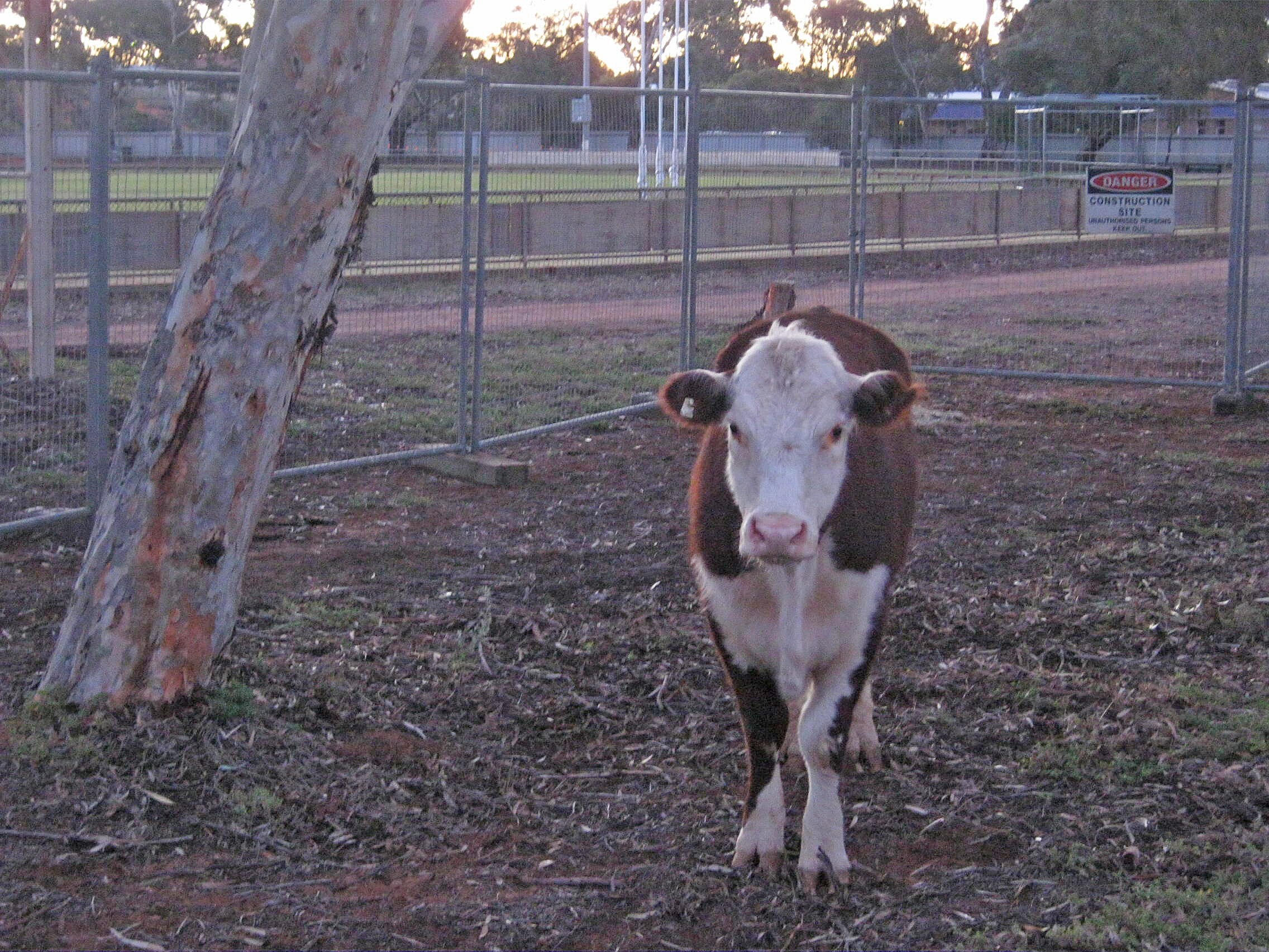 New mascot? Cow disrupts football training - ABC News