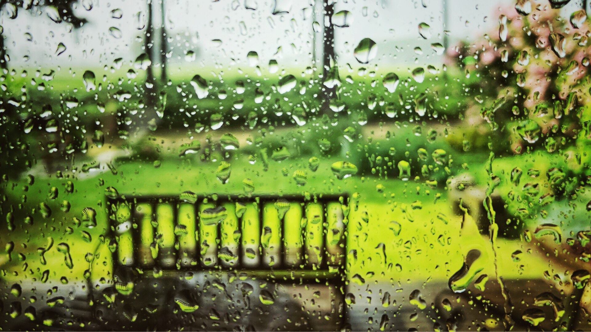 Gardening Australia's guide to reviving your garden after heavy rain ...