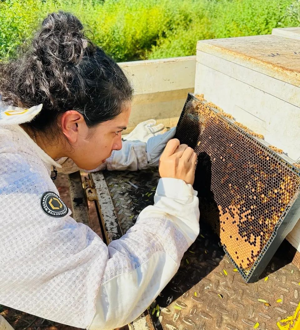 New queen bees take the throne in Broome - ABC listen