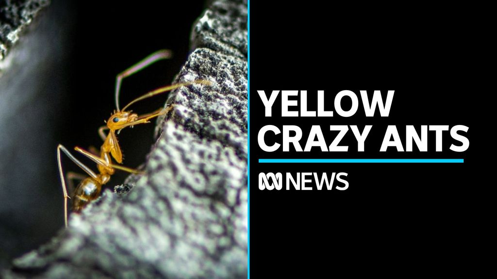 Authorities combat yellow crazy ants in Qld's north - ABC News