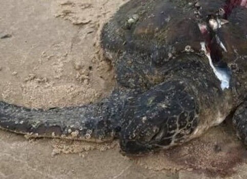 Turtle with punctured shell found dead on Scotts Head beach - ABC News