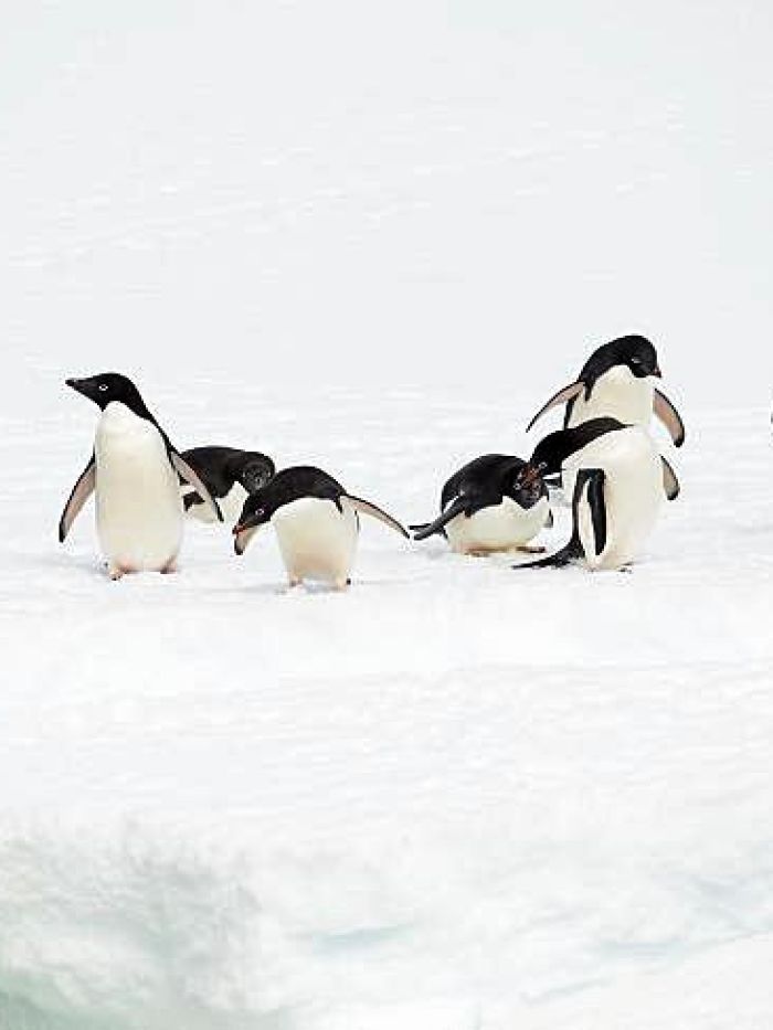 Alien seeds invade Antarctica - ABC listen