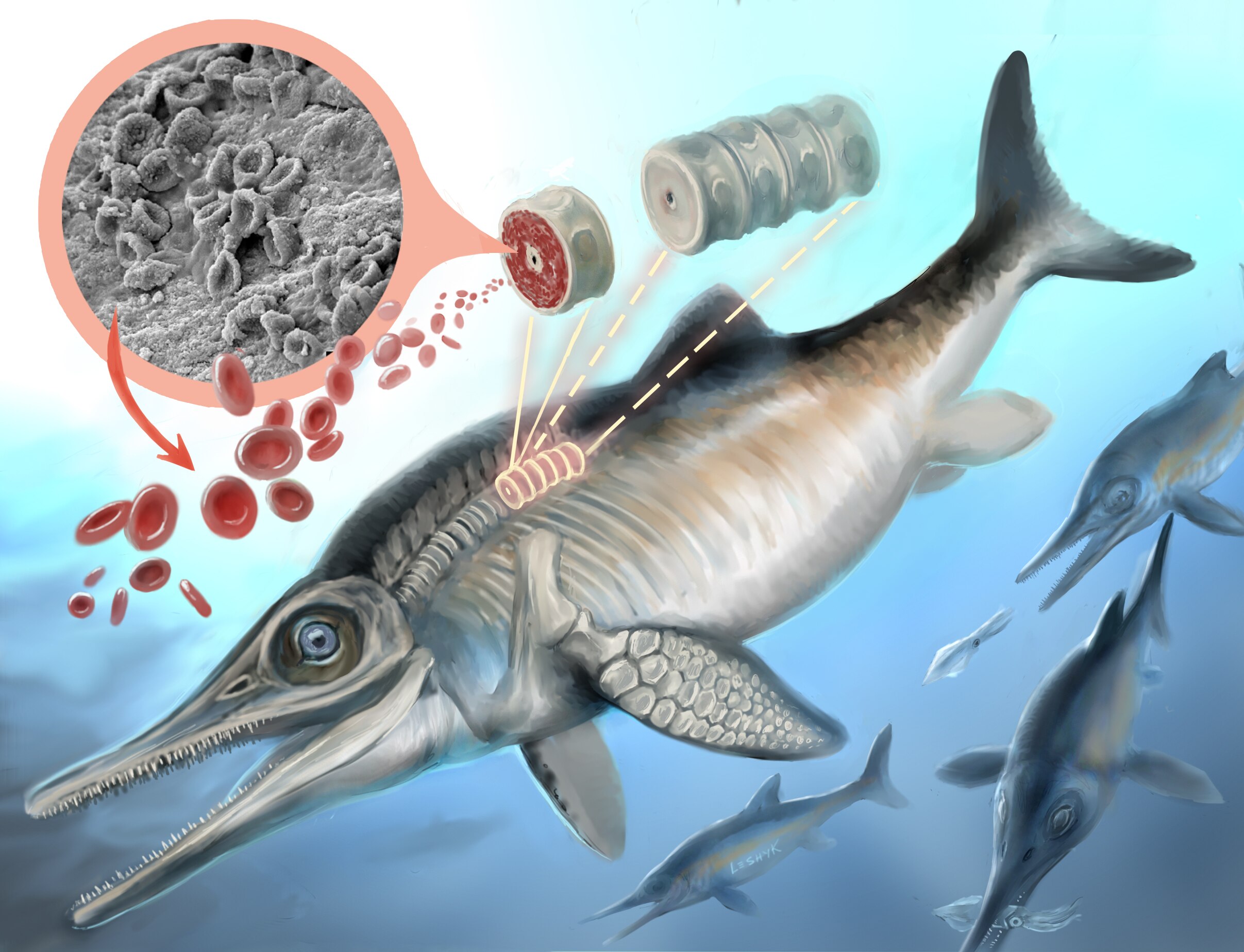 Fossilised soft tissues help piece together the story of life - ABC listen