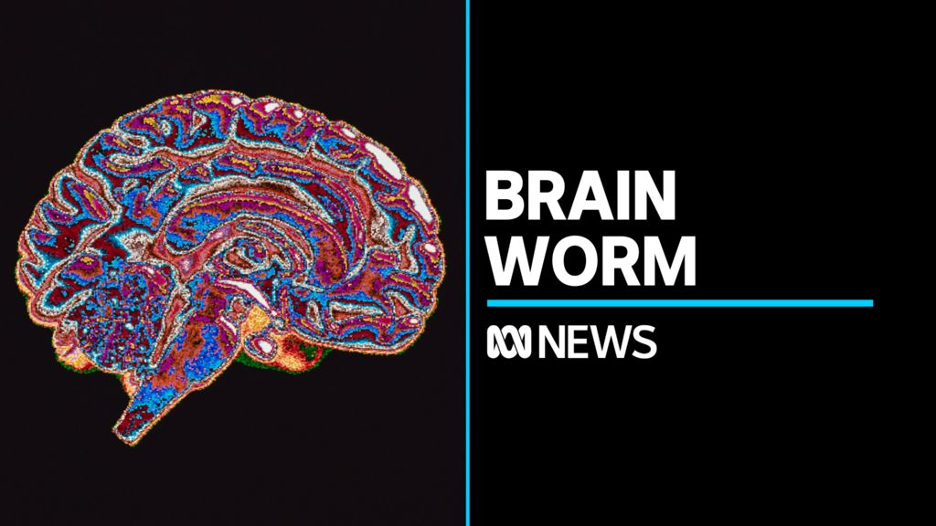 Canberra doctors remove 'wriggling' worm from woman's brain - ABC News