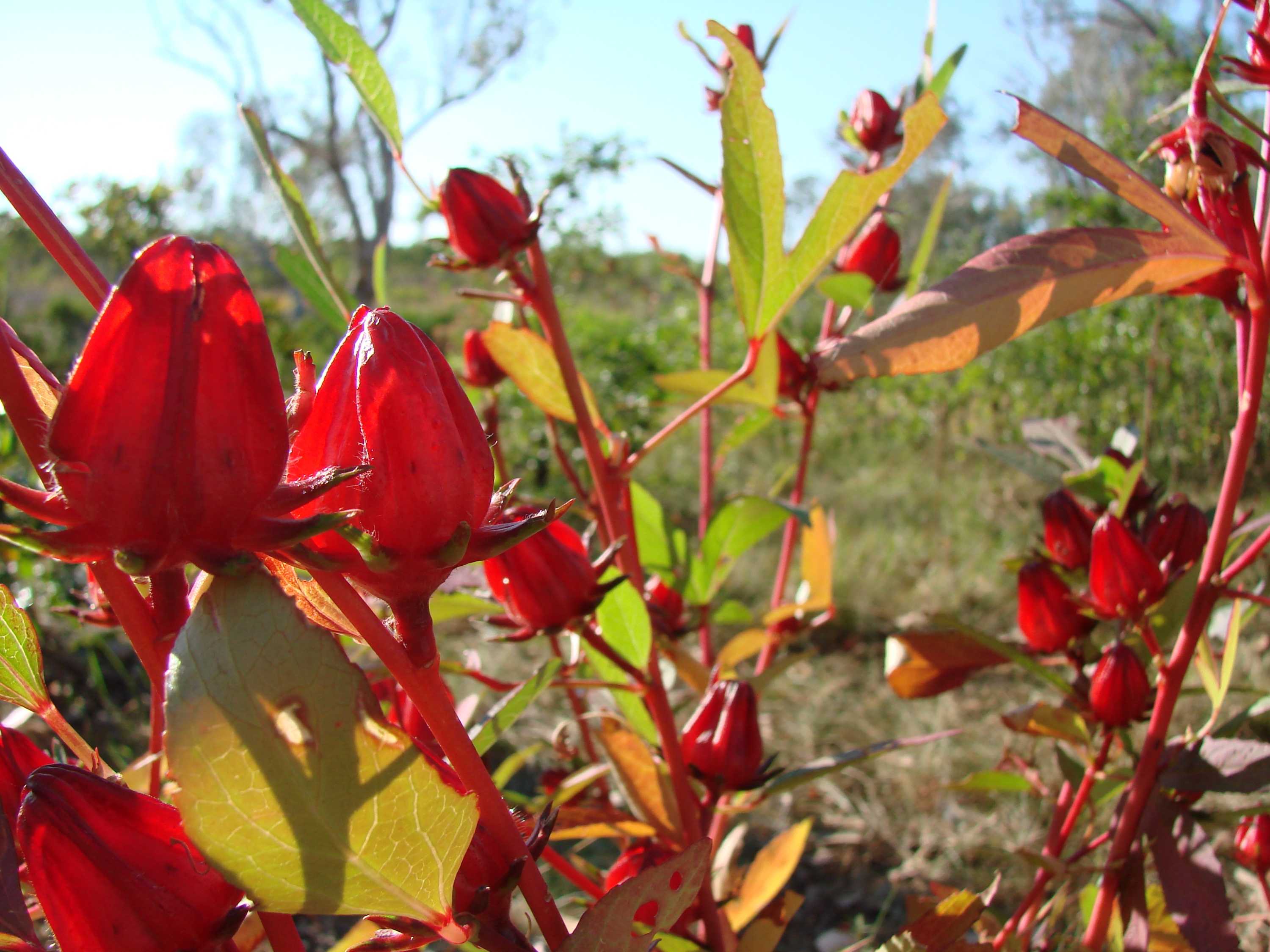 NT Country Hour heads to the Rosella Festival - ABC News