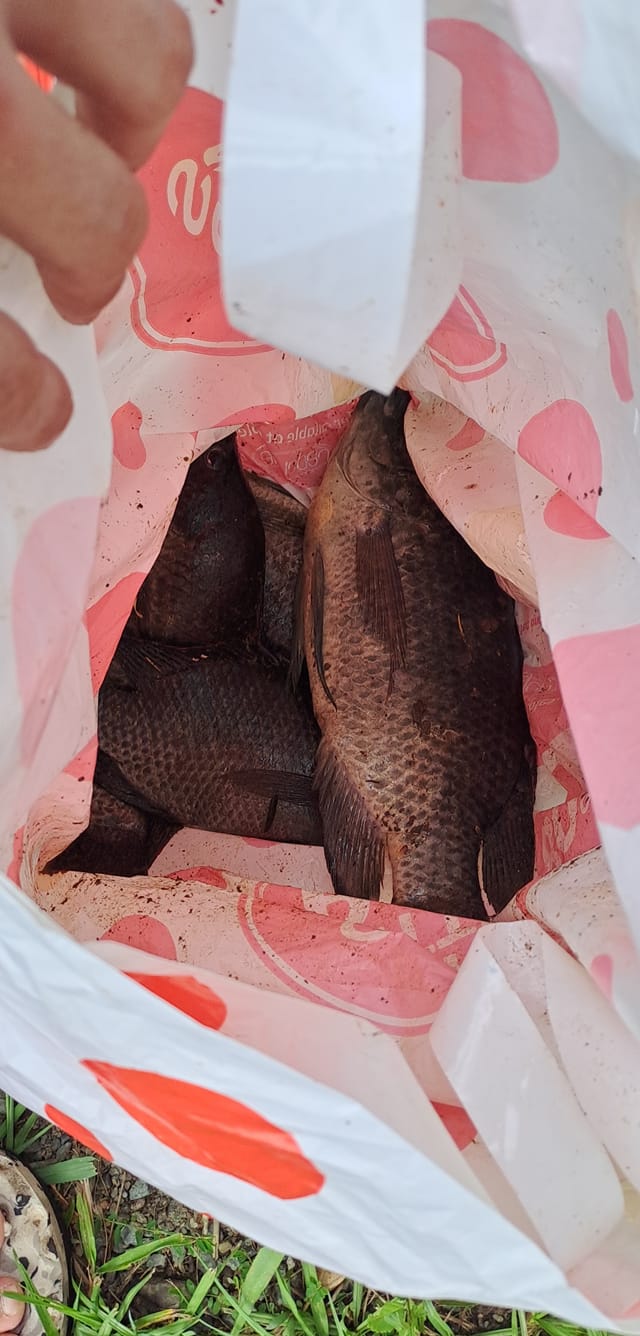 Passionate pest fish busters taking out aggressive, invasive fighting ...