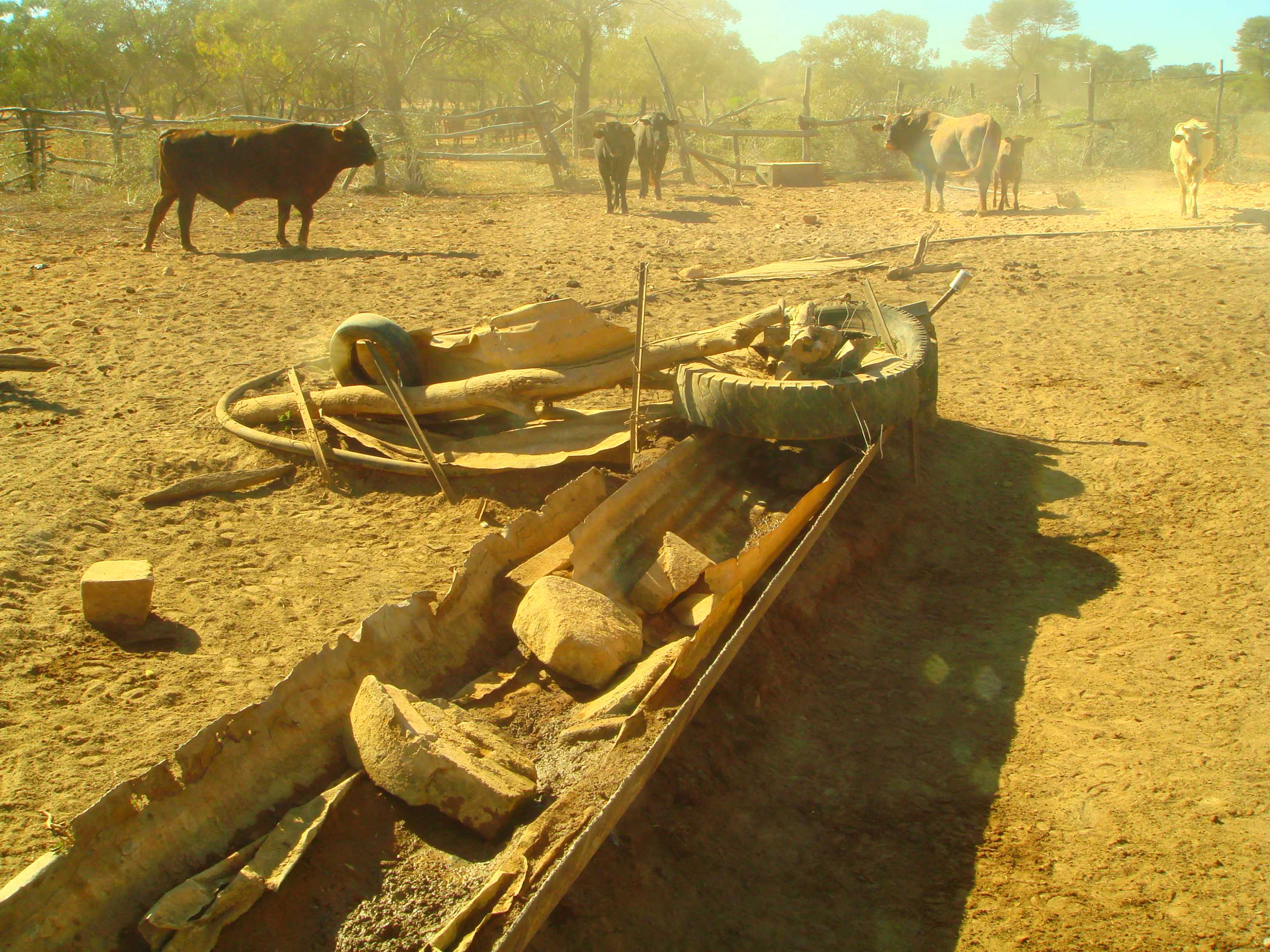 Two hundred cattle stranded on remote Goldfields station saved by ...