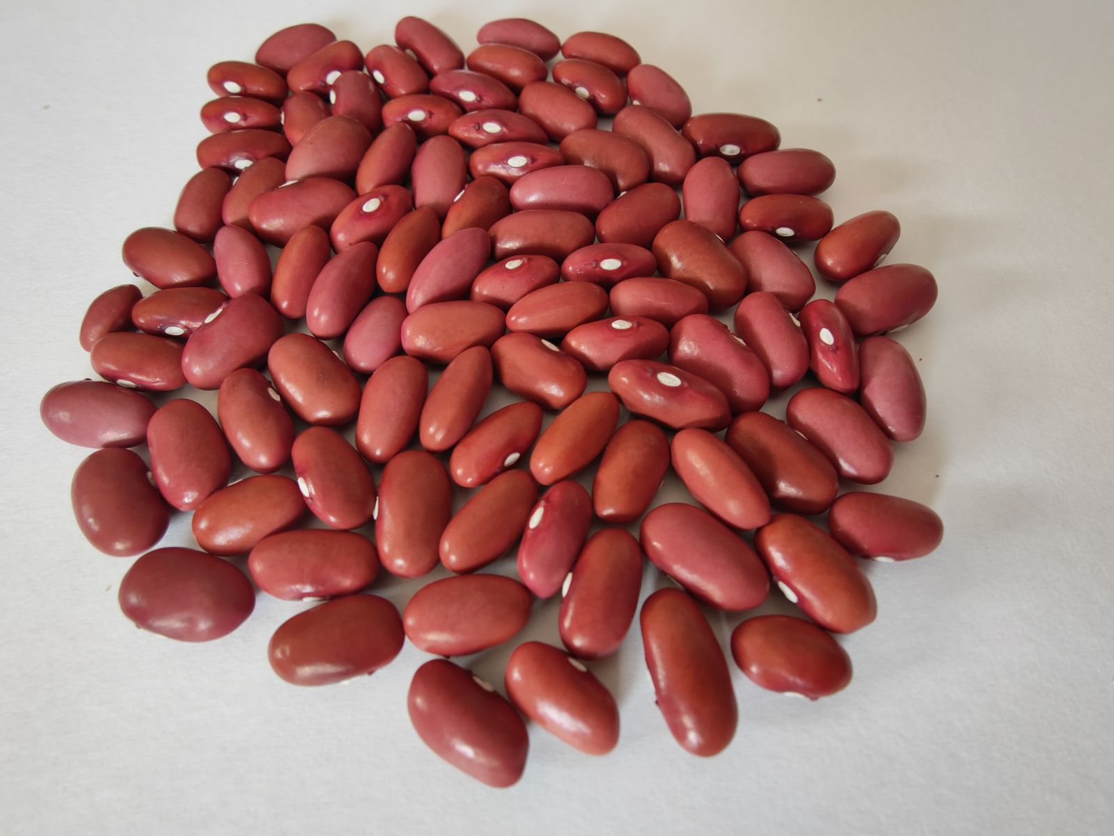 Reid family trial rare bean variety crops in cooler Tasmanian climate ...