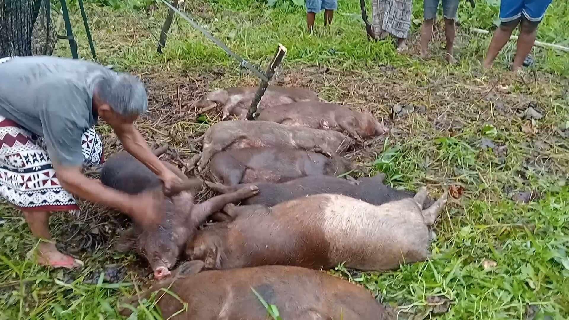 Samoa's feral pig population is on the rise, leading to food security ...