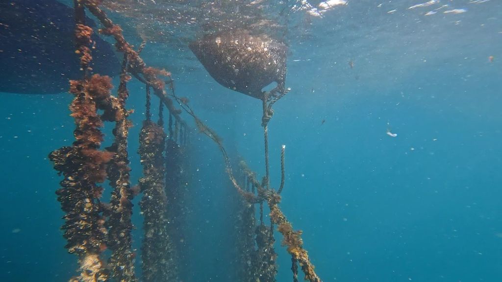 Water Spat: Protecting water supply and aquaculture in Port Lincoln ...