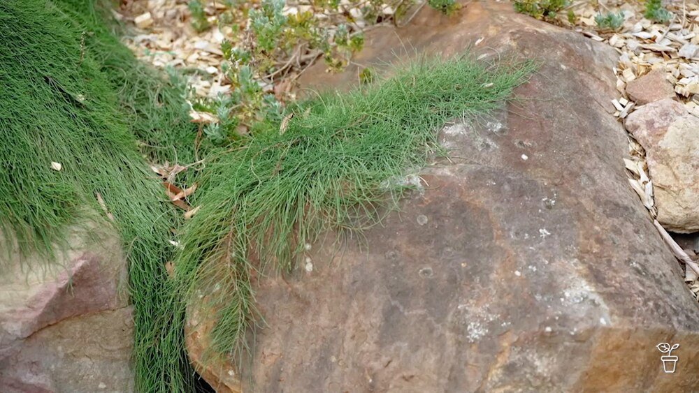 Living Mulches - Gardening Australia