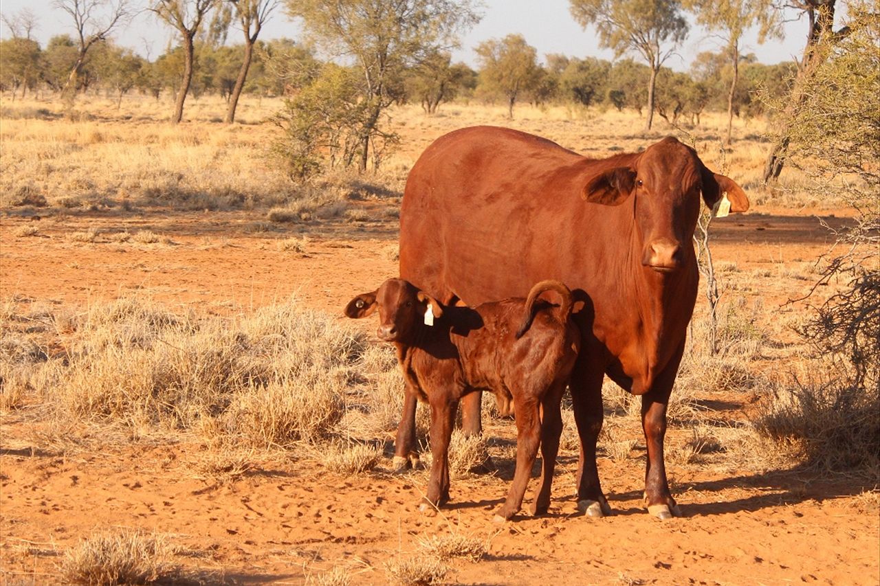 Outback NT Rural Report - ABC listen